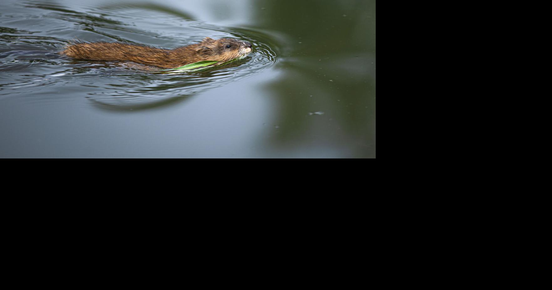 Photo: Muskrat collects dinner at Two Moon Park