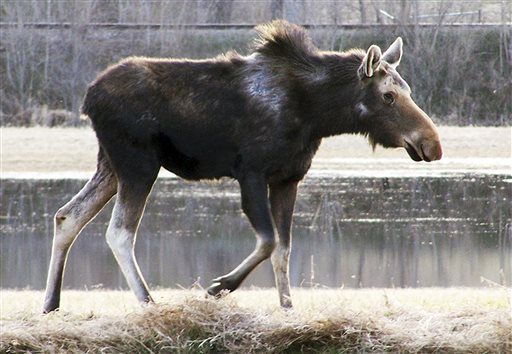 Moose populations down as winter ticks cull herds