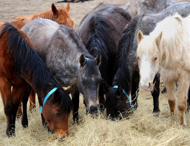 Gallery: Leachman horses