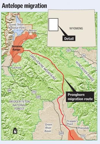 Conservationists working to protect ancient antelope migration route