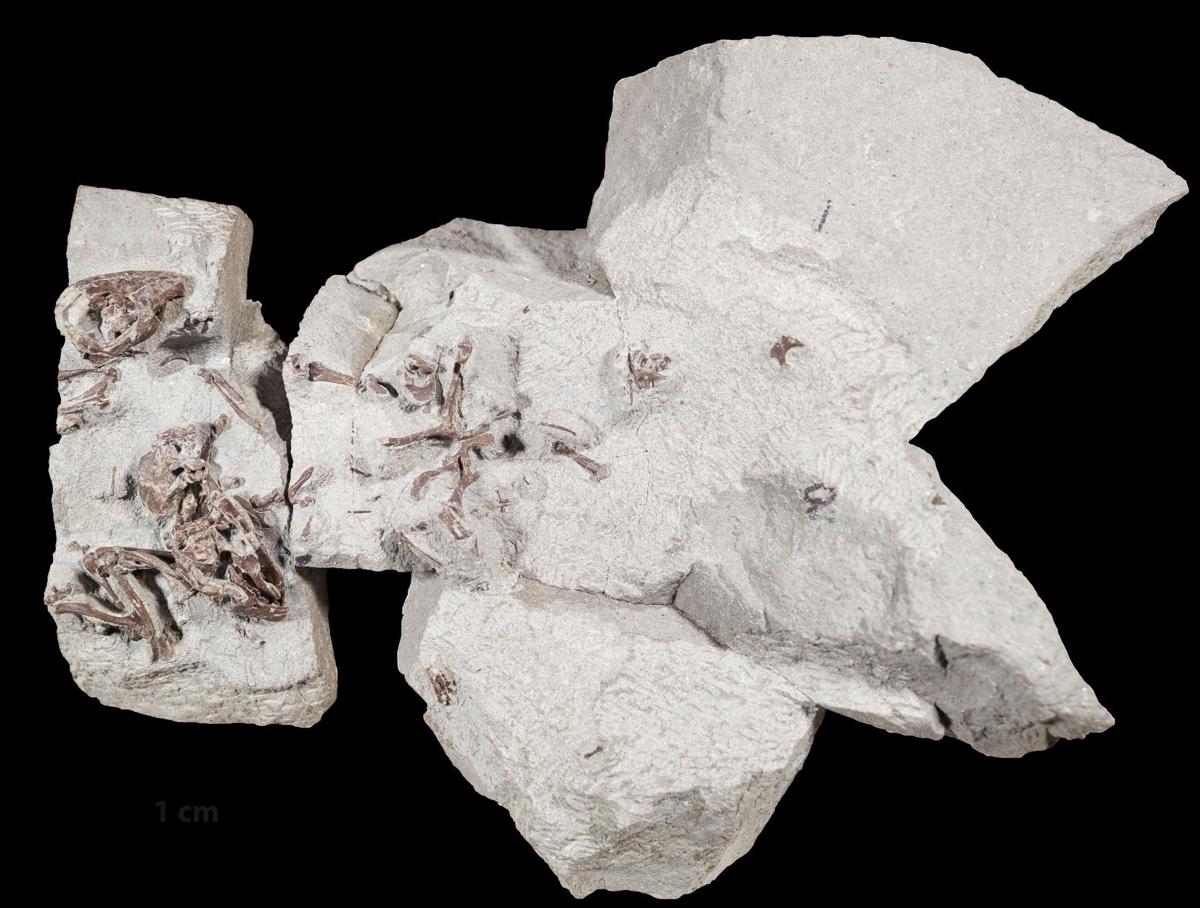 Discovery of ancient Montana mammals shows they were social ...