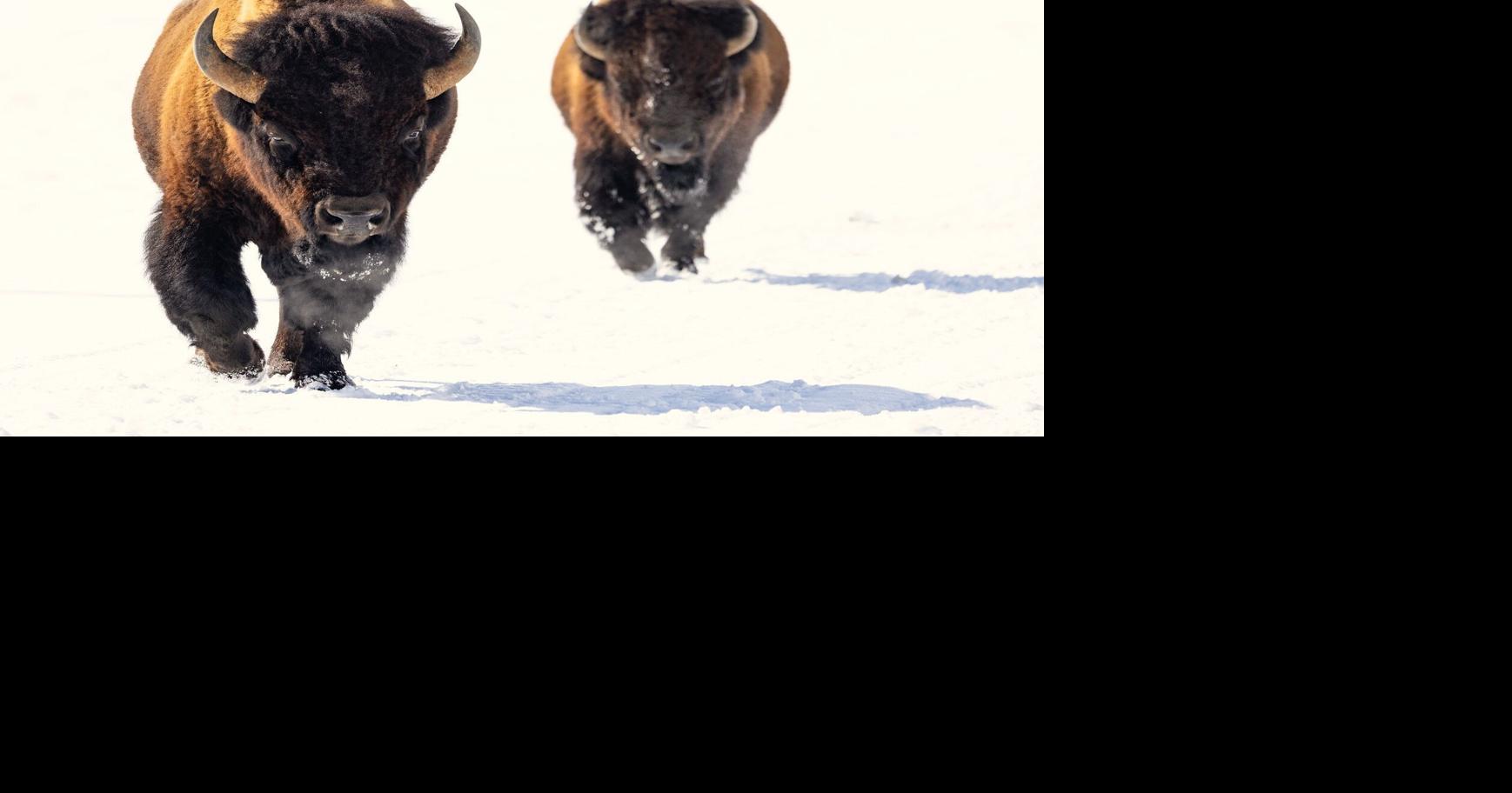 National Park Service removes bison to reduce population