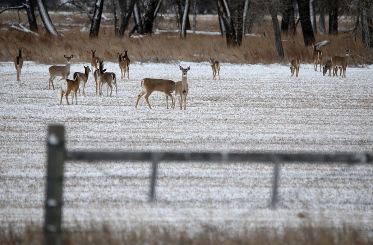 Volunteers needed for chronic wasting disease panel