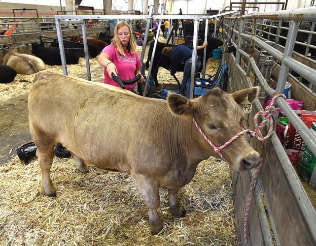 Photos: Beef Showmanship competition at MontanaFair