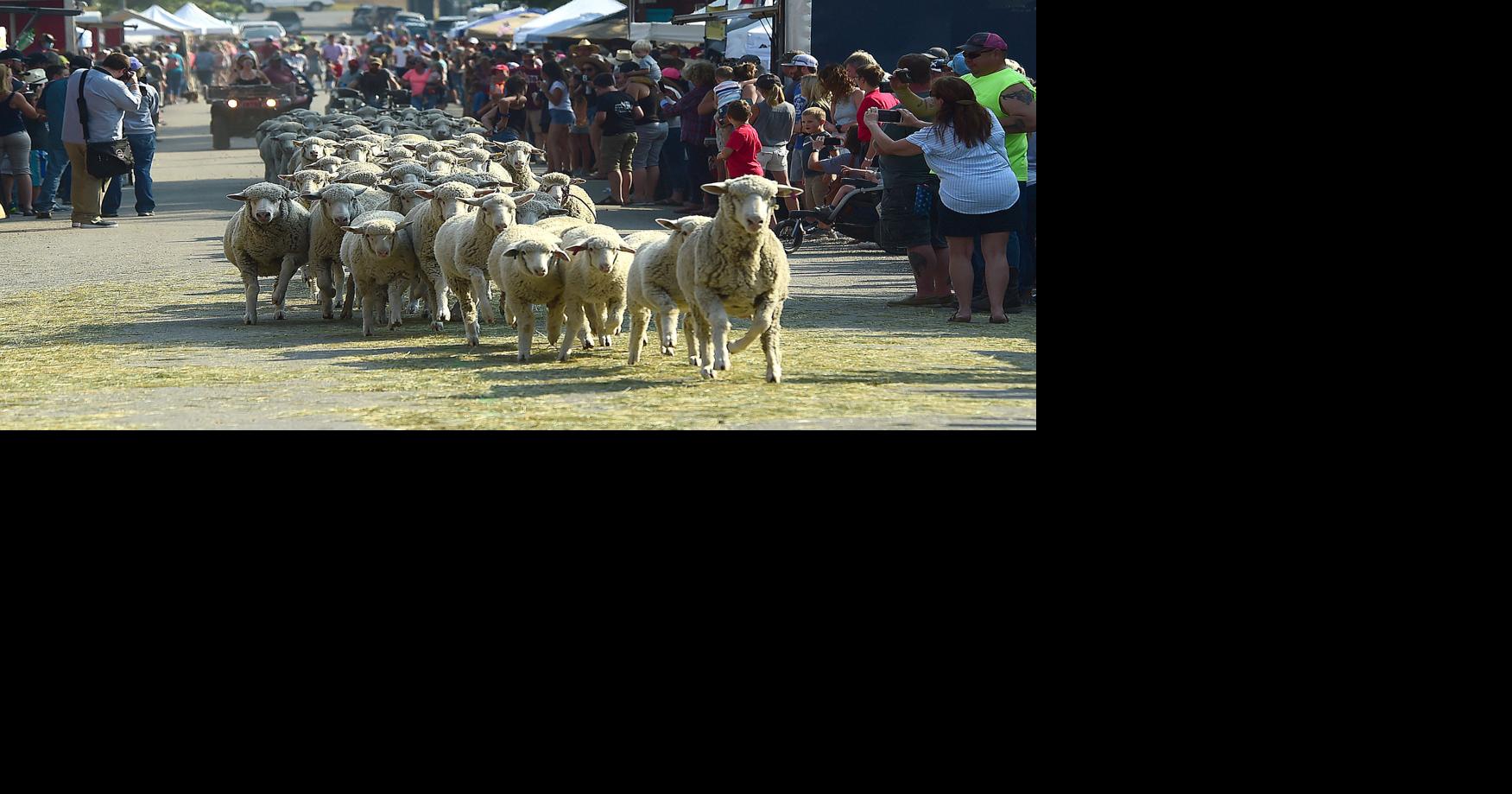 Photos: Great Montana Sheep Drive in Reed Point