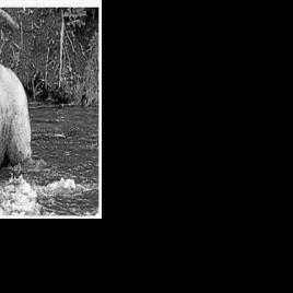 Fat Bear Week crowns new champion of chonk in Alaska