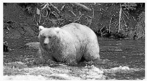 Fat Bear Week crowns new champion of chonk in Alaska