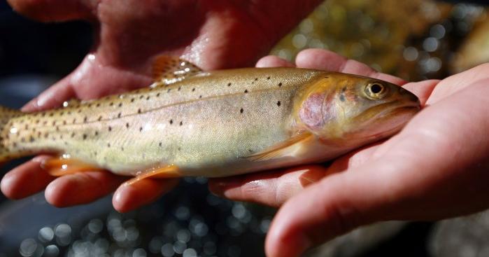 Cutthroat trout in Big Horn Mountains relocate