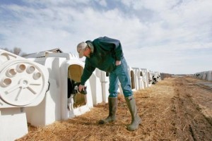 Meth and Mazdas drive modern-day cattle rustling