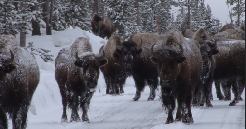 Wild Yellowstone buffalo death rattle
