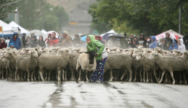 Great Montana Sheep Drive: Wet and woolly