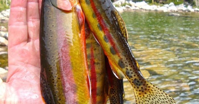 Golden stringer