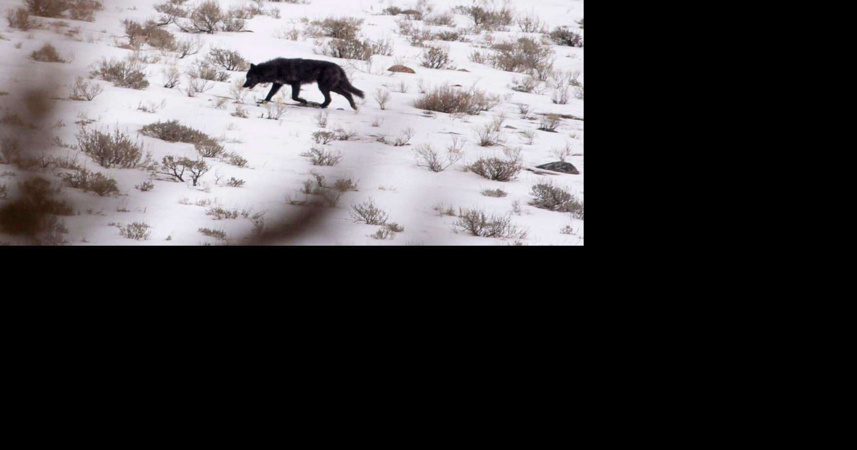 Yellowstone's wolf reintroduction has been hailed as a success, but ...