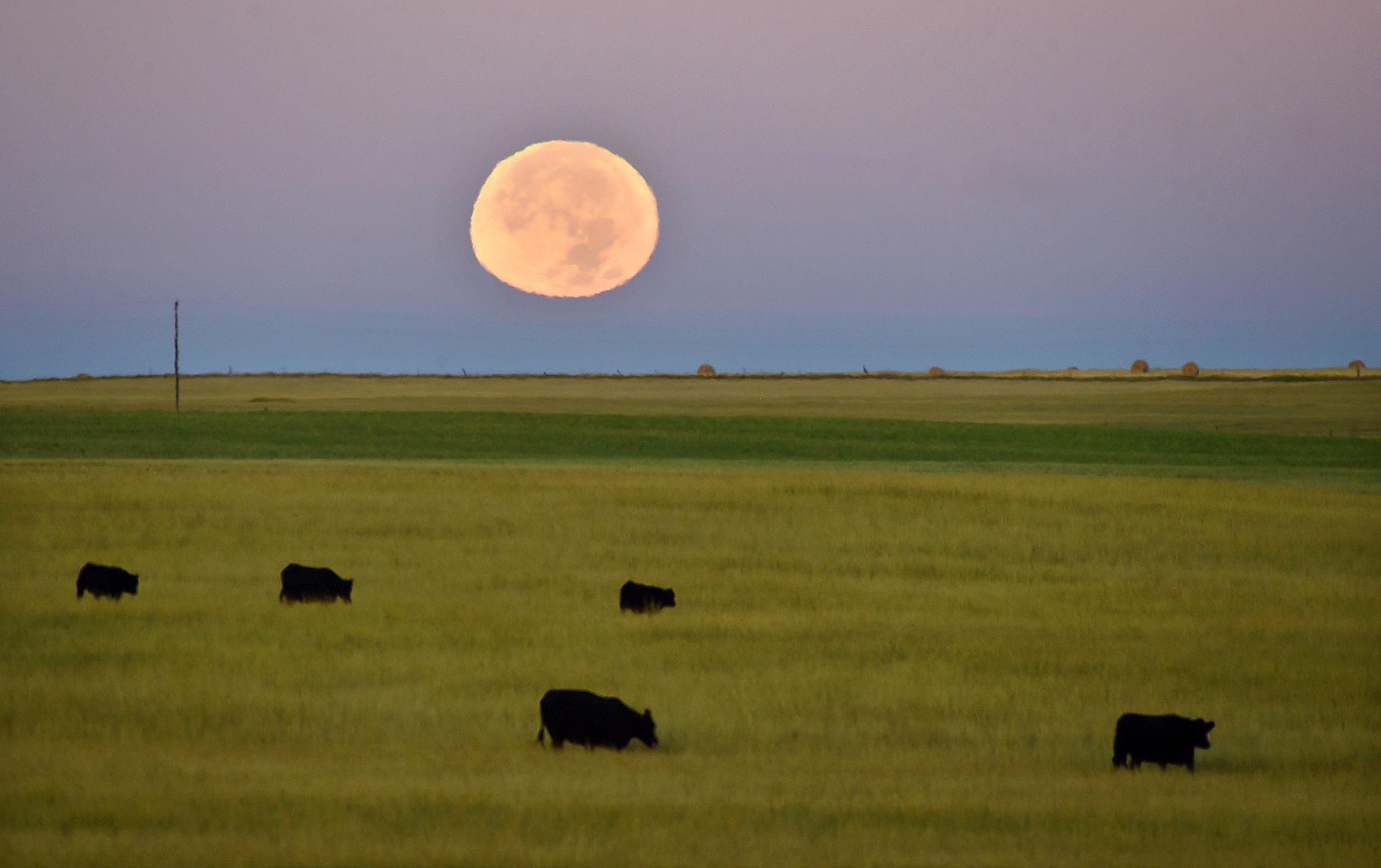 Photo: Moon sets over prairie near Broadview