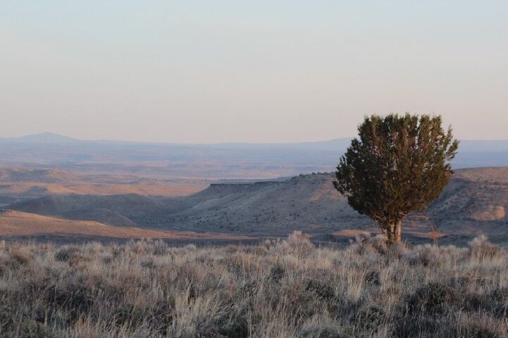 $1M in funding awarded to preserve Montana sagebrush ecosystems