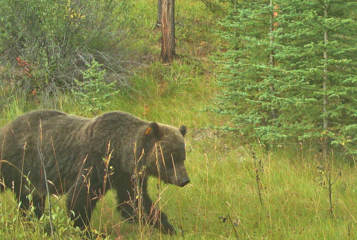 Fat grizzly killed for calf predation to be put on display
