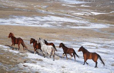 Leachman charged with more counts of animal abuse; 2 more horses euthanized