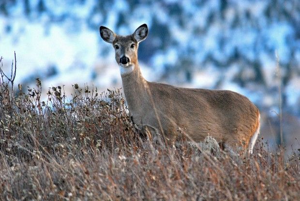 Whitetail, moose numbers up along Beartooths