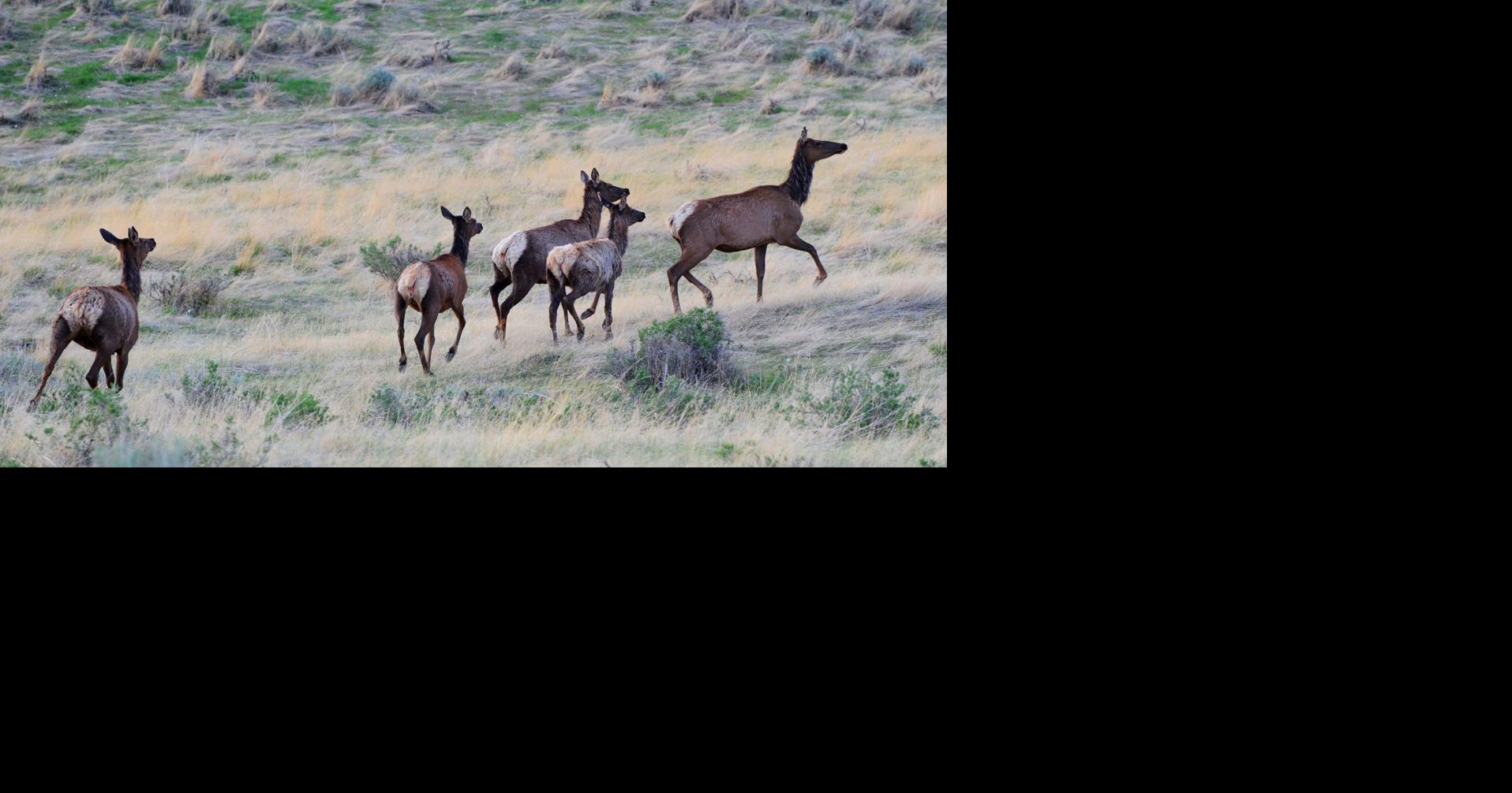 Wyoming Game and Fish programs allow elk hunting