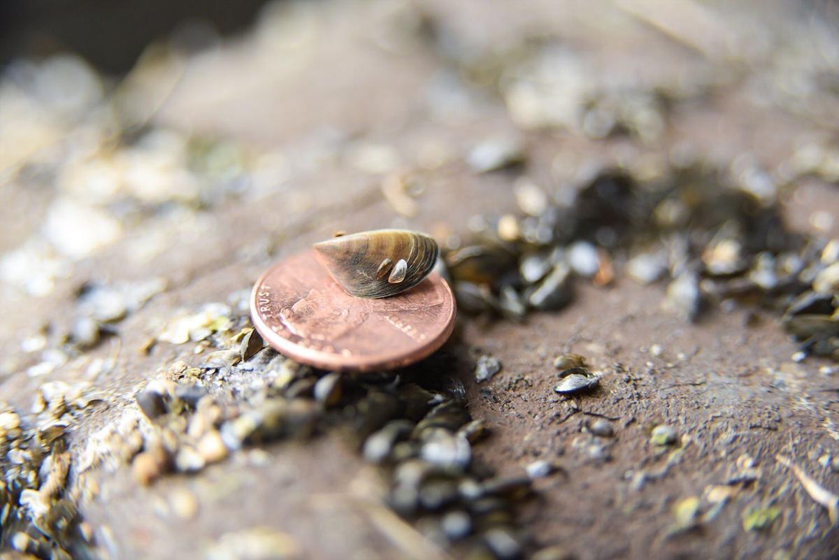 Lake Oahe focus of zebra mussel awareness efforts after confirmed ...