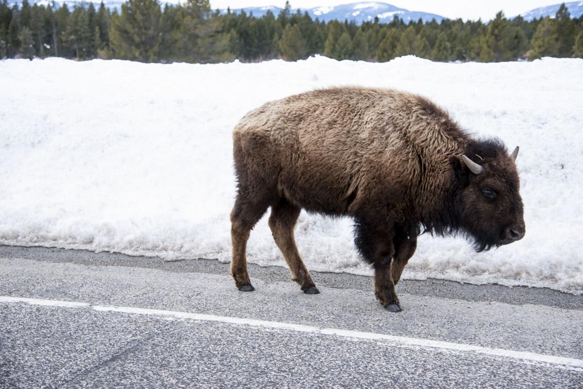Mike Garrity: President Biden and Interior Secretary Haaland must halt ...