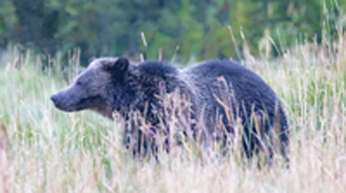 Molly Absolon: Living with grizzlies as neighbors