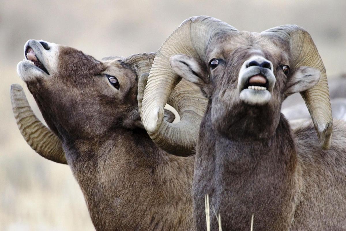 Wild Sheep Foundation leaving Cody for Bozeman | Outdoors ...