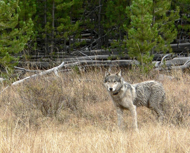 FWP, UM devise new way to estimate wolf population