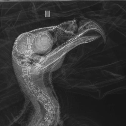 Bald eagle shot in beak; care team works to save it