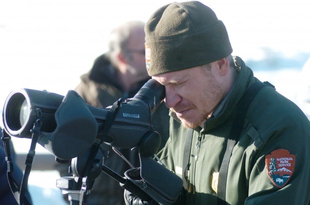 Yellowstone Wolf Project studies dance of predator, prey