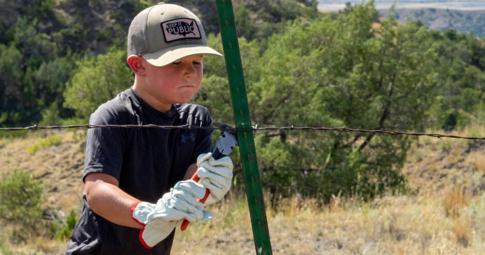 So the antelope roam: One group works to clear fence from Montana's ...