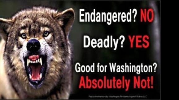 Killing wolves could hurt, not help, livestock, study finds | Montana ...