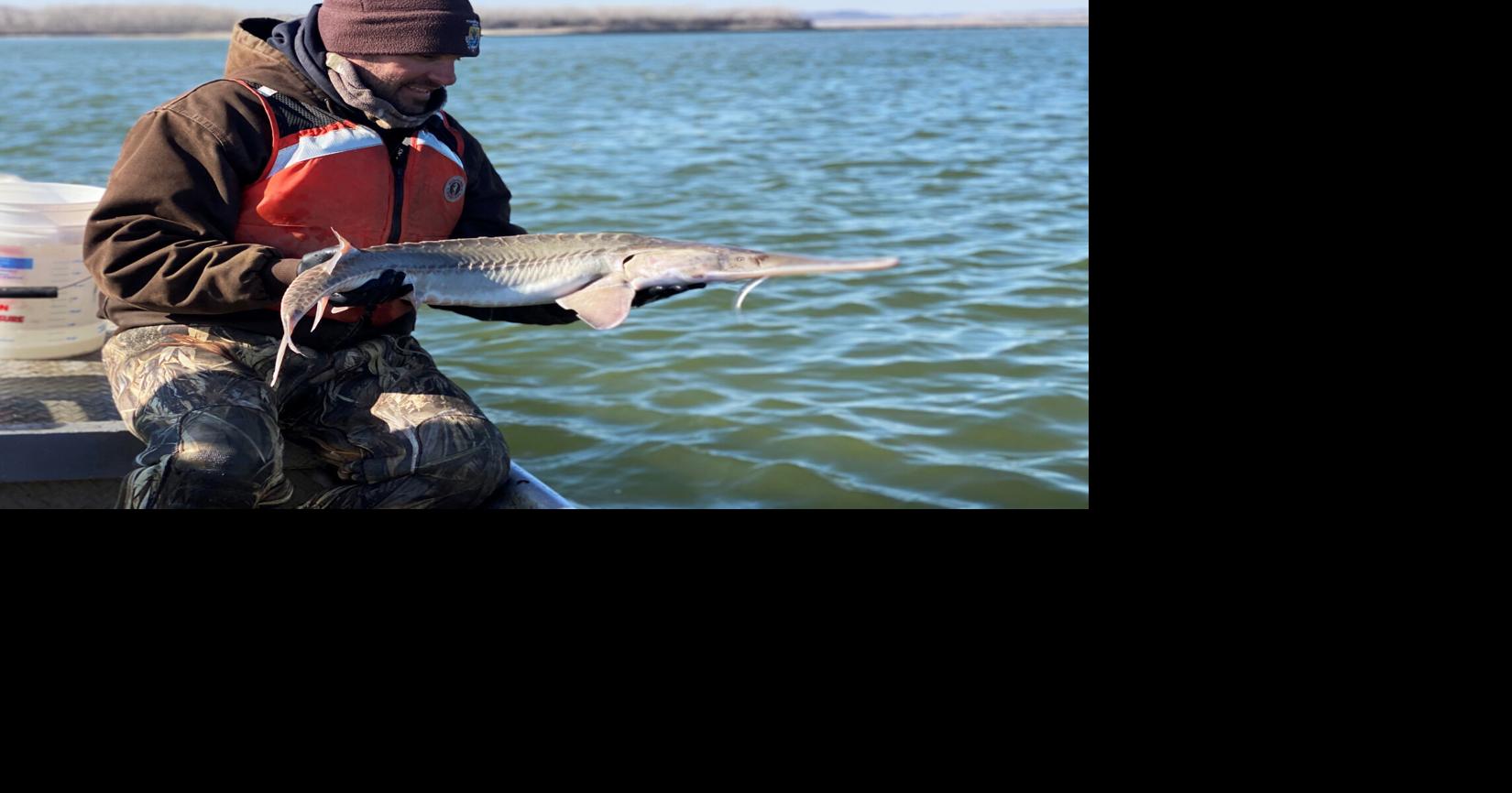 Missouri River flow test results in pallid sturgeon spawn
