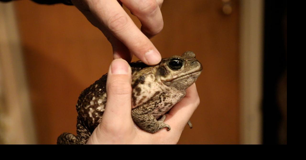 Cheech the cane toad is cute but dangerous