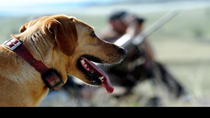 Gallery: Coyote-hunting hounds | Outdoors | billingsgazette.com