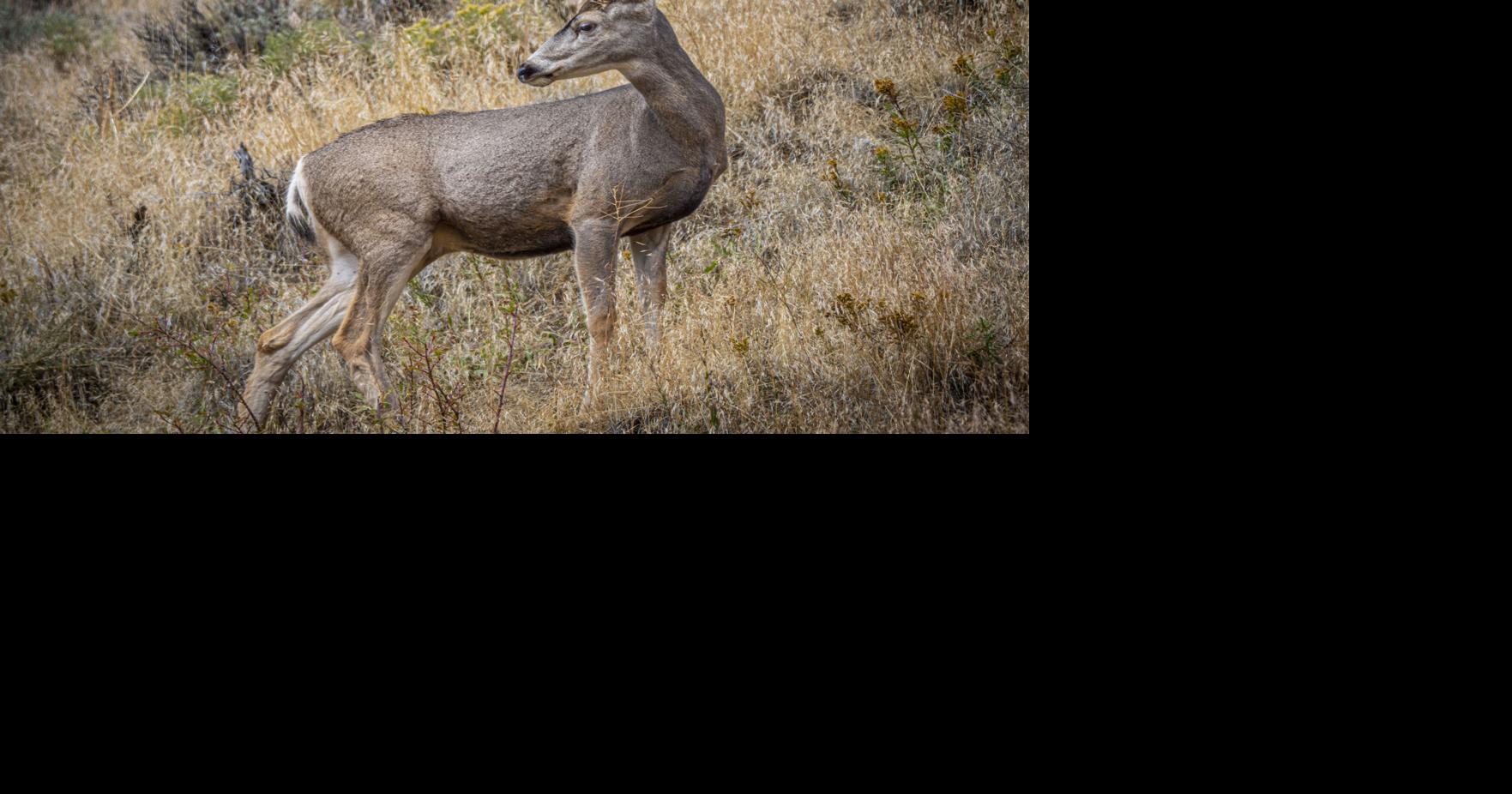 Hunting deadline nears; reg changes noted