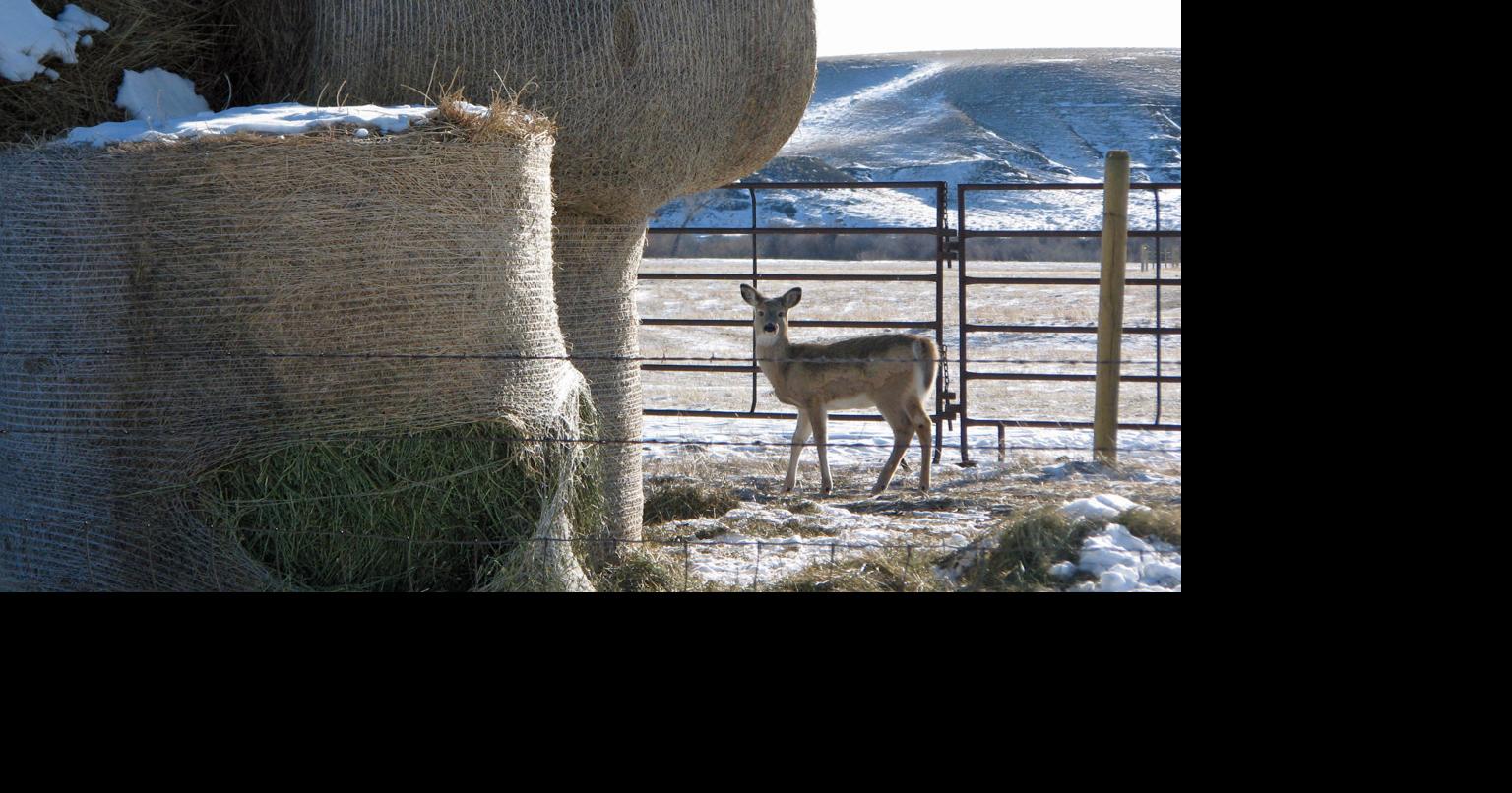 Pet doe’s killing sparks controversy, education
