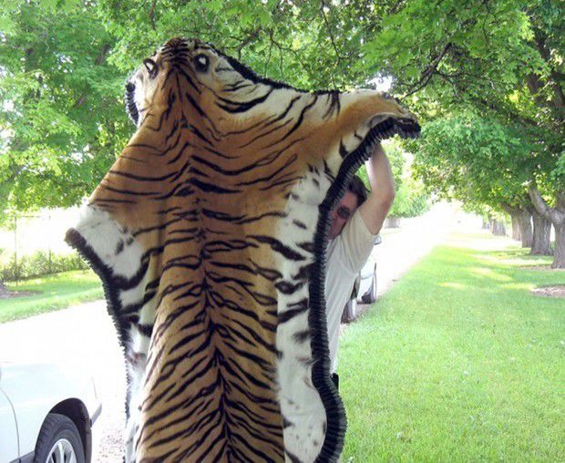 Man gets deferred sentence for stealing tiger pelt from Daly Mansion