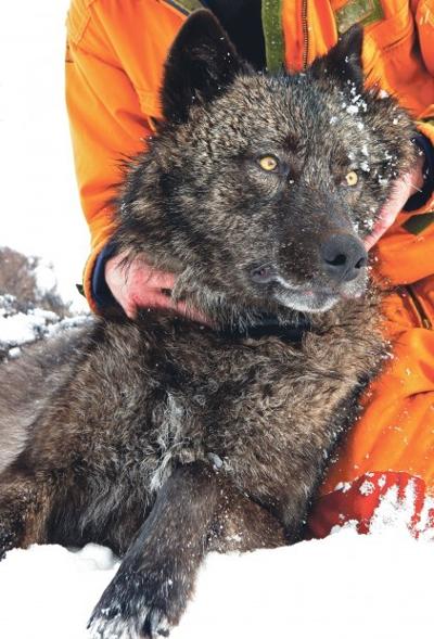 Shooting of collared wolves impacts research