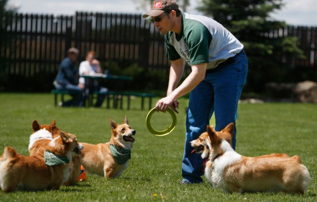 Corgis invited to Corgis Gone Wild in Laurel – June 8 2013 | Gallatin ...