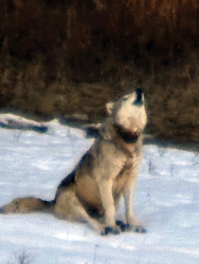One-eyed Yellowstone female wolf still hunting at 11