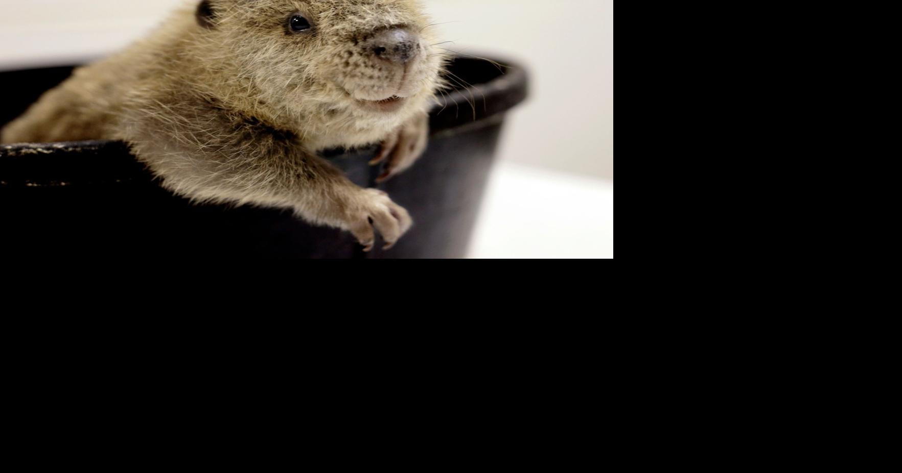 Busy little beaver makes media debut at ZooMontana