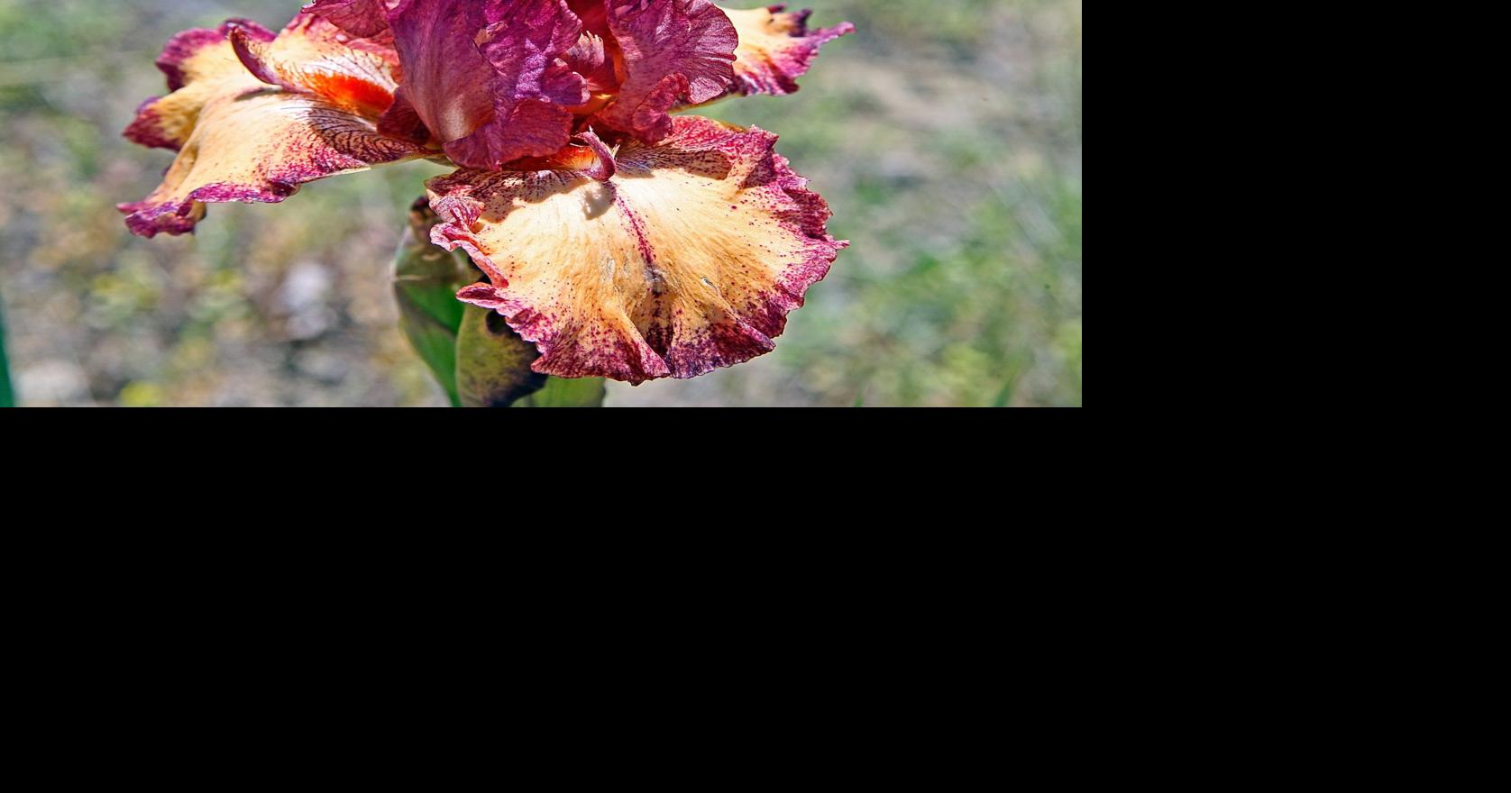 A multi-colored iris blooms above N 27th