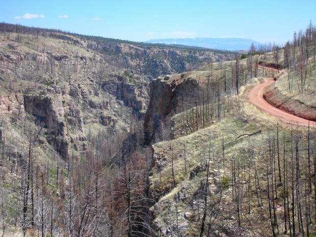 Forest studies Crooked Creek plan
