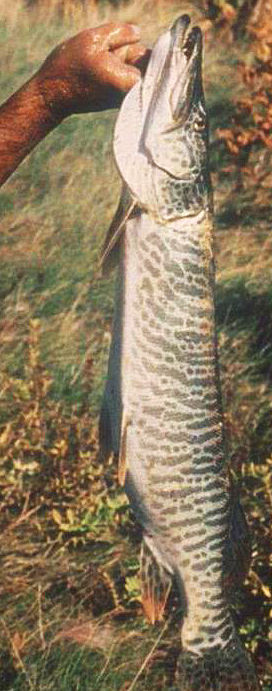 Anglers catching tiger muskie reminded of regs