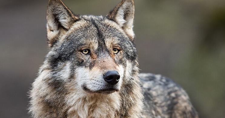 Bozeman researcher's study slams FWP's wolf counting model