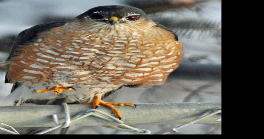 Kane bird count set Dec. 21 in Wyoming