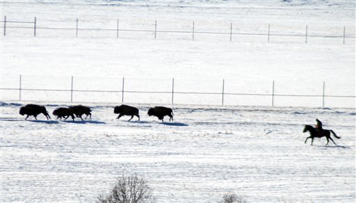Judge denies injunction in Yellowstone bison case