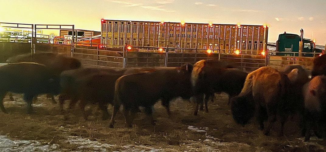 73 Yellowstone bison taken to Fort Peck tribal lands