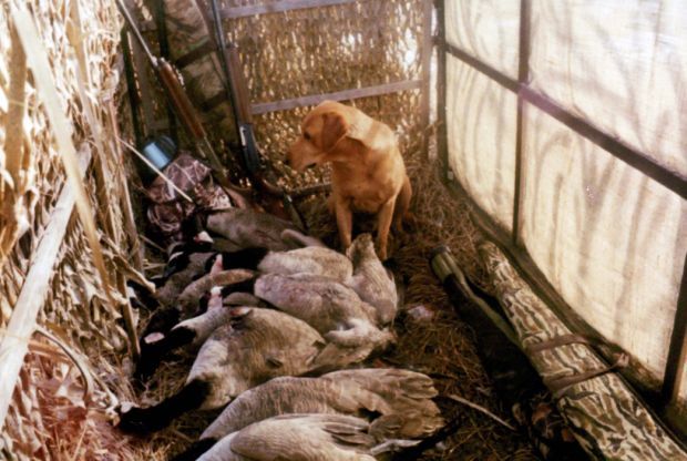 Goose hunter recounts a day in a blind